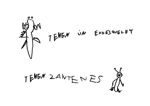 Guia d’insectes del pati de l’escola | PDF