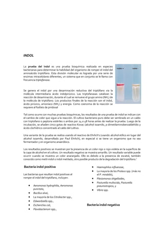 Guía III: Identificación de Enterobacterias | DOC