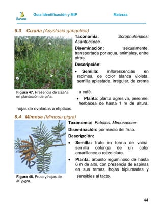 Guia manejo integrado de plagas y enfermedades de piña | PDF