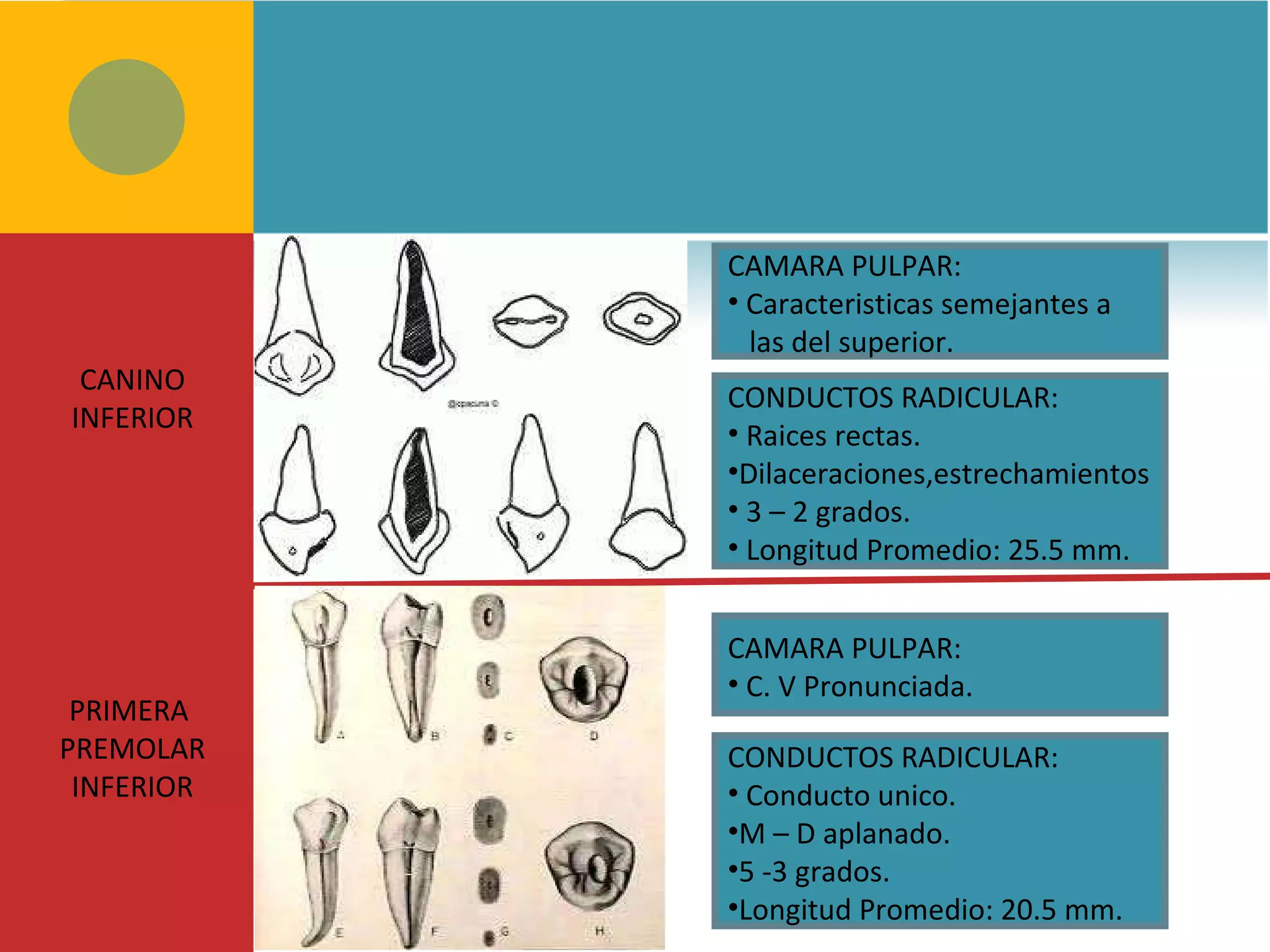 Anatomia Topografica de la cavidad pulpar. | PPT
