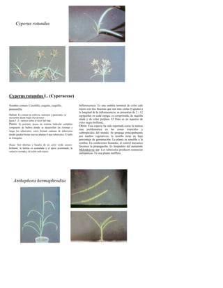 Guia para la identificacion de malezas | PDF
