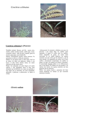 Guia para la identificacion de malezas | PDF