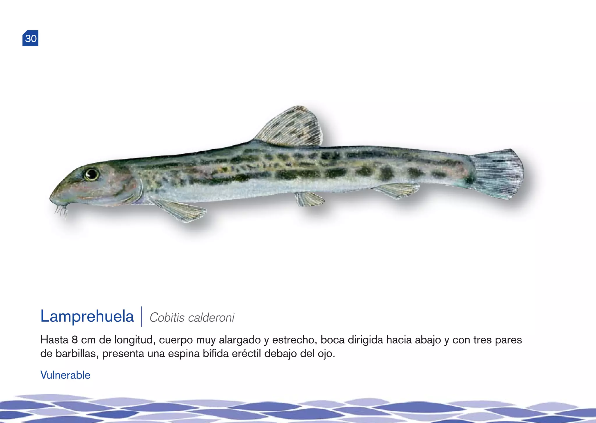 Guia_peces.pdf | Fish and Aquariums | Pets