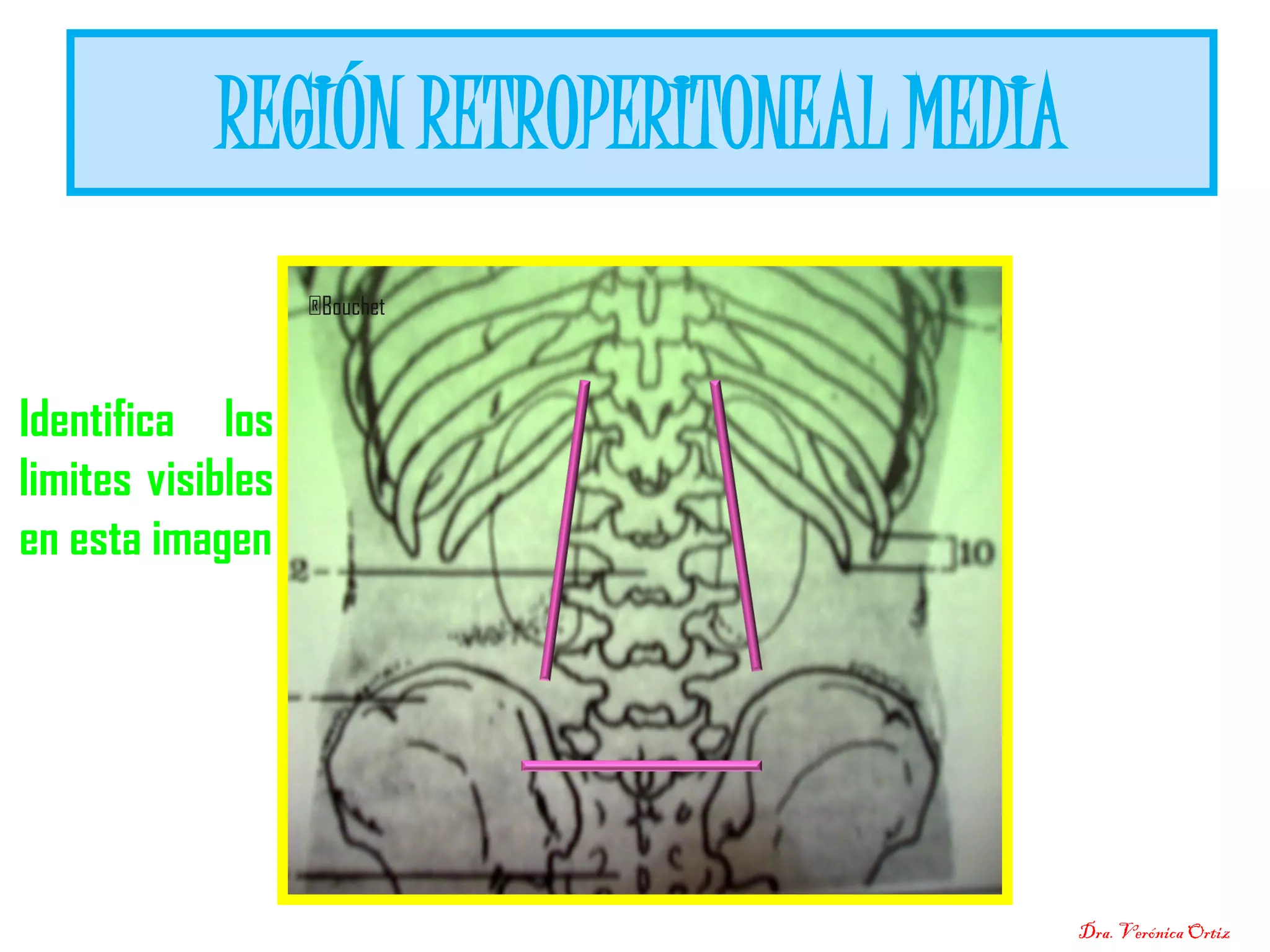 Guia region retroperitoneal y anatomia del aparato urinario | PDF