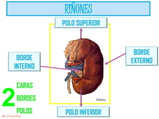 Guia region retroperitoneal y anatomia del aparato urinario | PDF