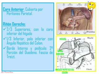 Guia region retroperitoneal y anatomia del aparato urinario | PDF