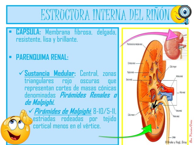 Guia region retroperitoneal y anatomia del aparato urinario | PPT