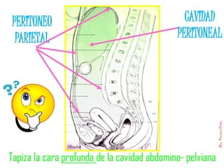 Guia region retroperitoneal y anatomia del aparato urinario | PDF