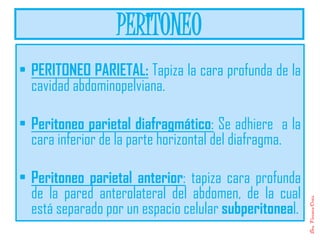 Guia region retroperitoneal y anatomia del aparato urinario | PDF
