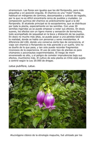 Guia rutera de plantas psicoactivas | PDF