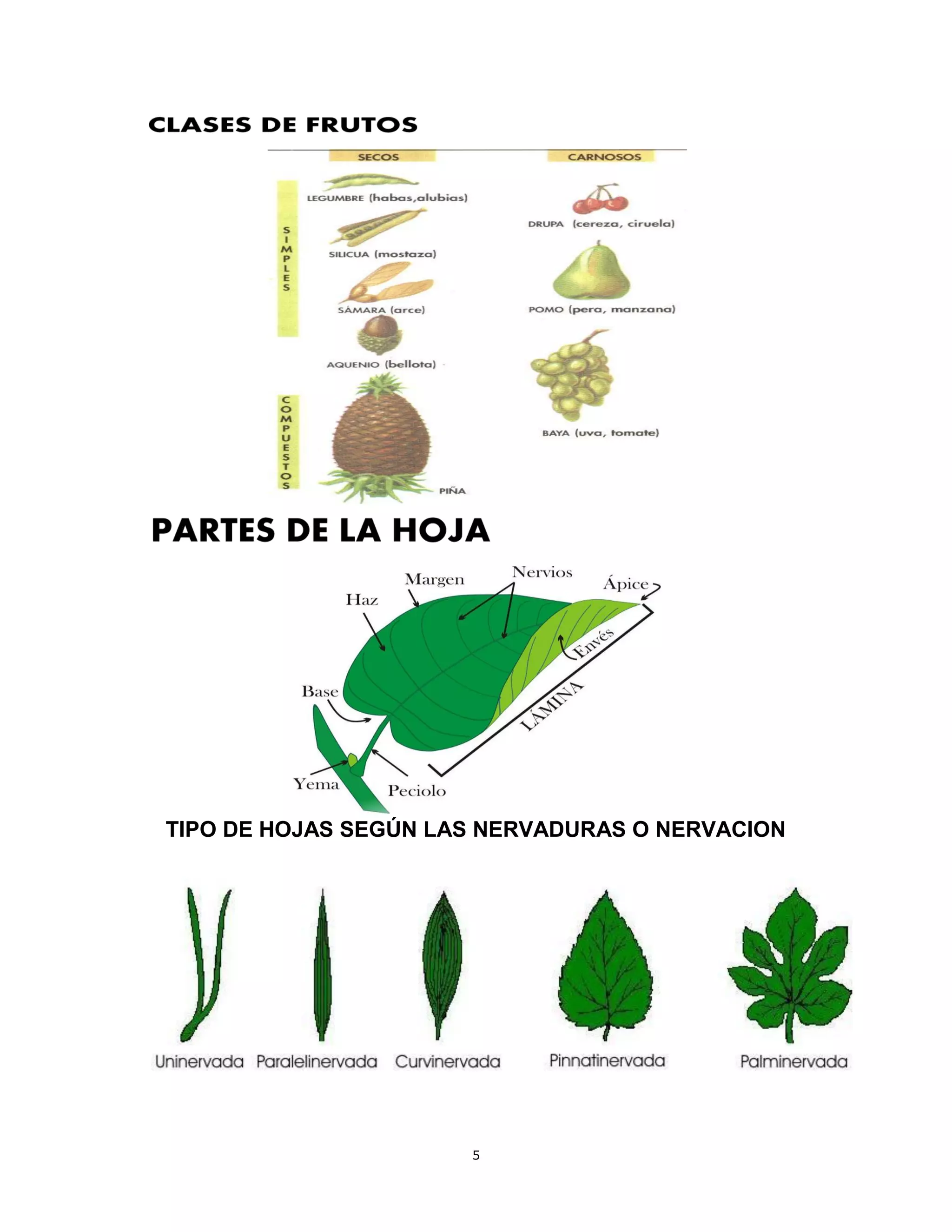 Guias, formatos, tabla y crucigrama biodiversidad botanica | PDF