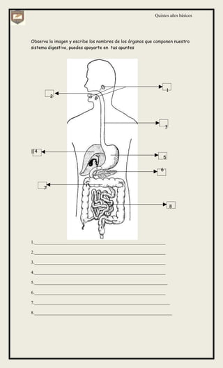 Diagrama Del Sistema Digestivo Para La Hoja De Trabajo De Los Niños
