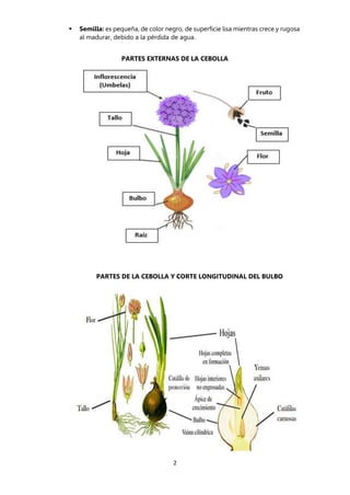 Guía técnica del cultivo de la cebolla | PDF
