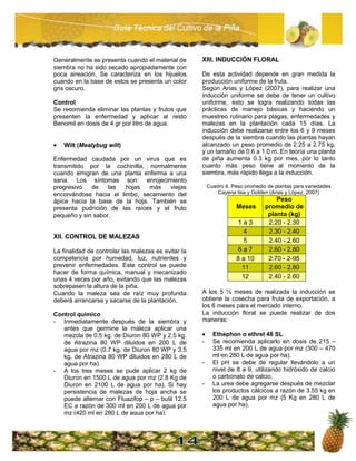 Guia tecnica piña | PDF