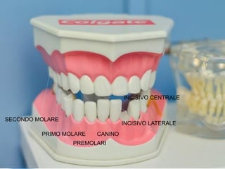 Vocabolario di odontiatria | PPT