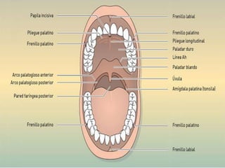 Vocabolario di odontiatria | PPT