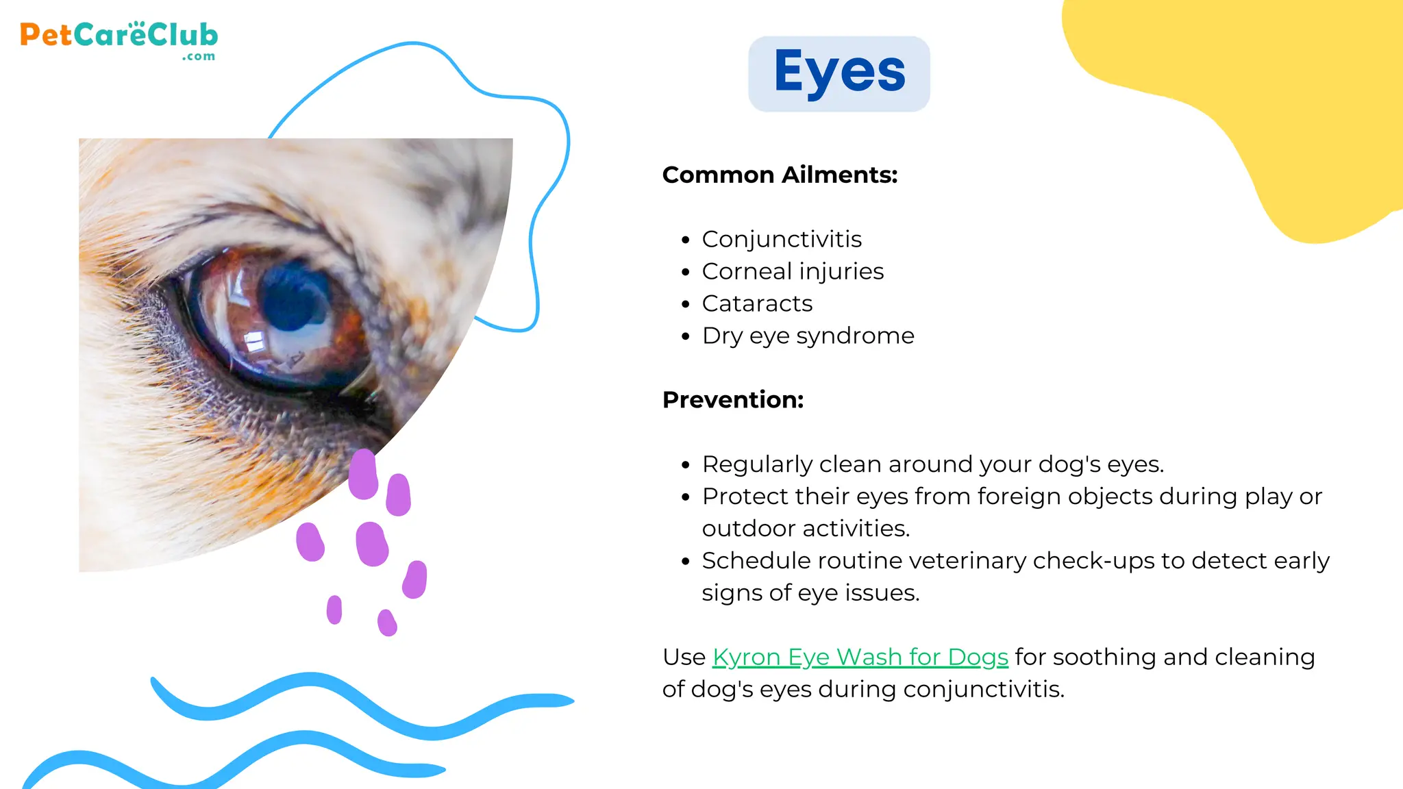 A Guide to Prevent Common Dog Problems in Dogs! | PDF