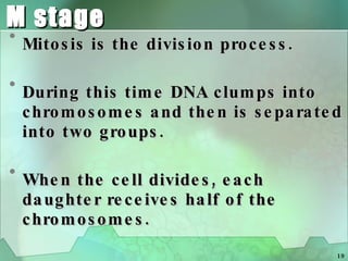 Cell Division | PPT