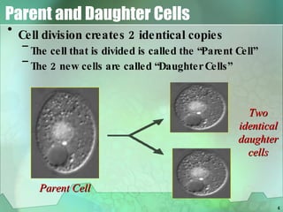 Cell Division | PPT