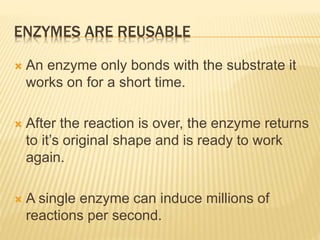Biochem 5: Enzymes | PPT