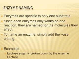 Biochem 5: Enzymes | PPT