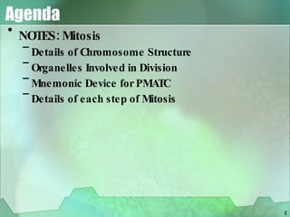 Mitosis | PPT | Needlework | Arts and Crafts