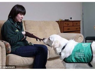 Guide dogs powerpoint for kids | PPTX