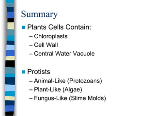 Plants & Protists | PPTX