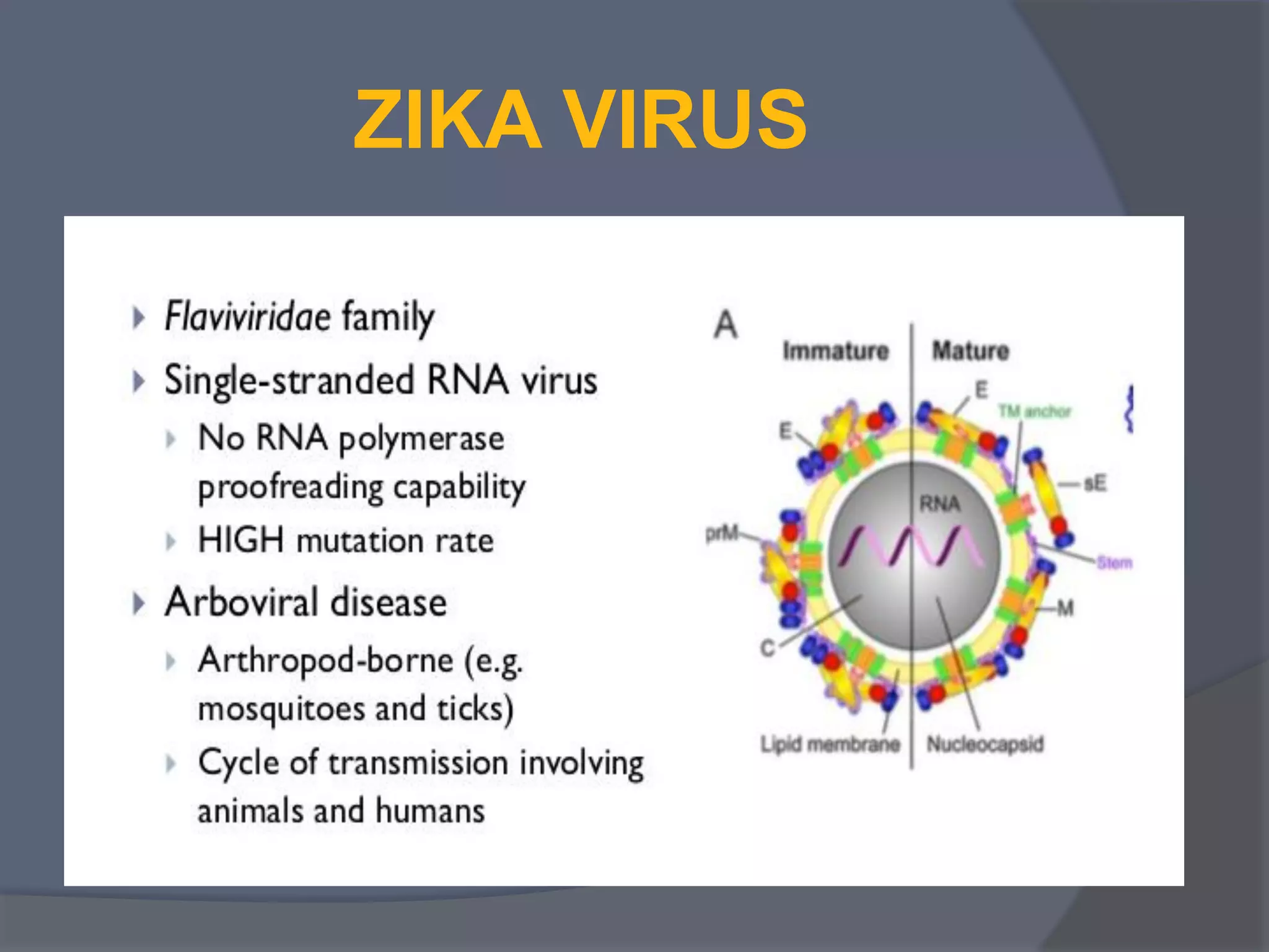 Guideline on zika virus infection in pregnancy ( | PDF | Infectious ...