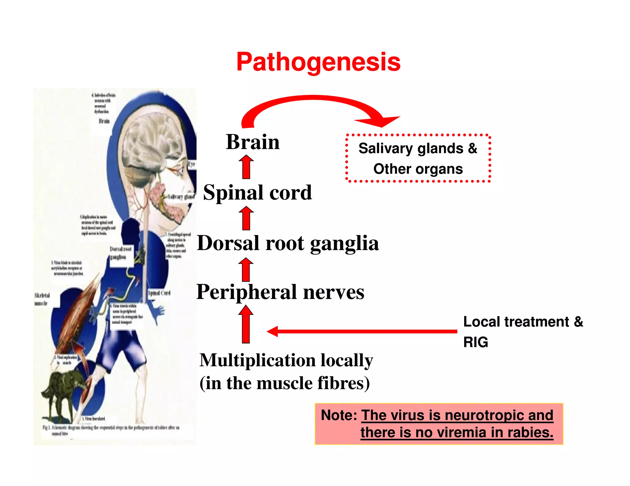 Guideline_Rabies_prophylaxis_PPT_PDF.pdf