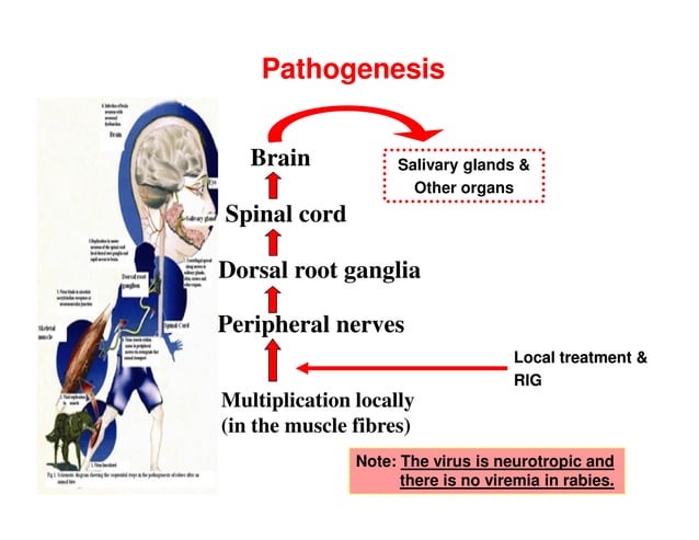 Guideline_Rabies_prophylaxis_PPT_PDF.pdf