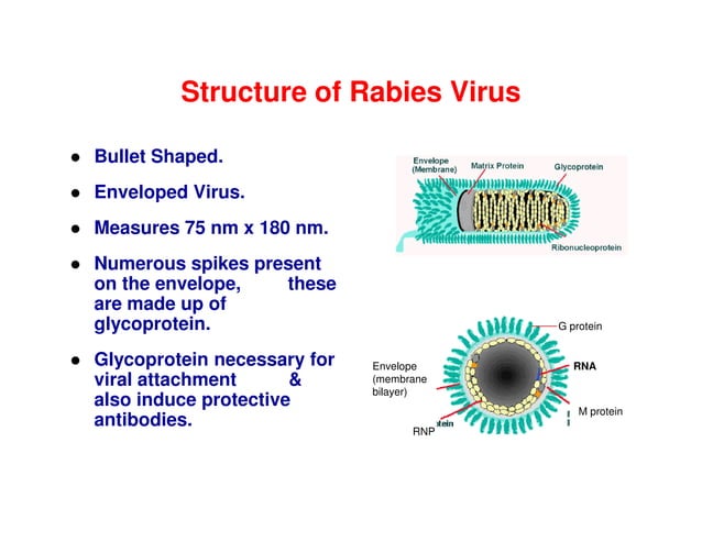 Guideline_Rabies_prophylaxis_PPT_PDF.pdf