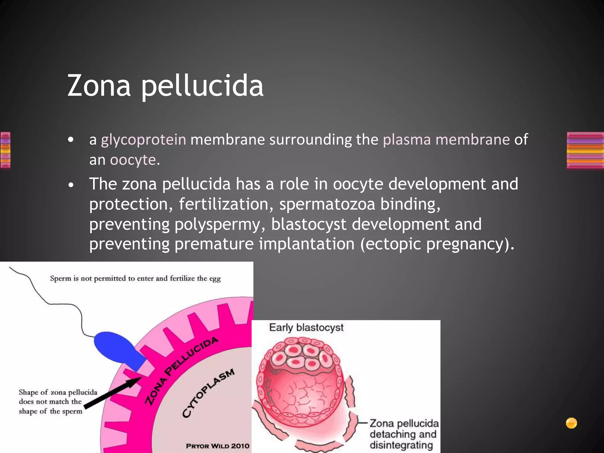 Oocyte Morphology assessment | PPTX