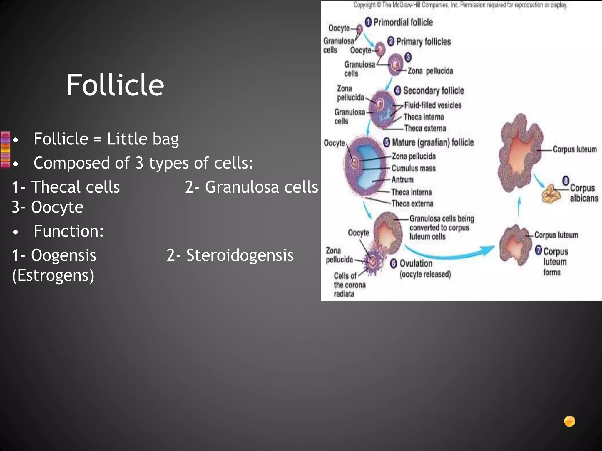 Oocyte Morphology assessment | PPTX