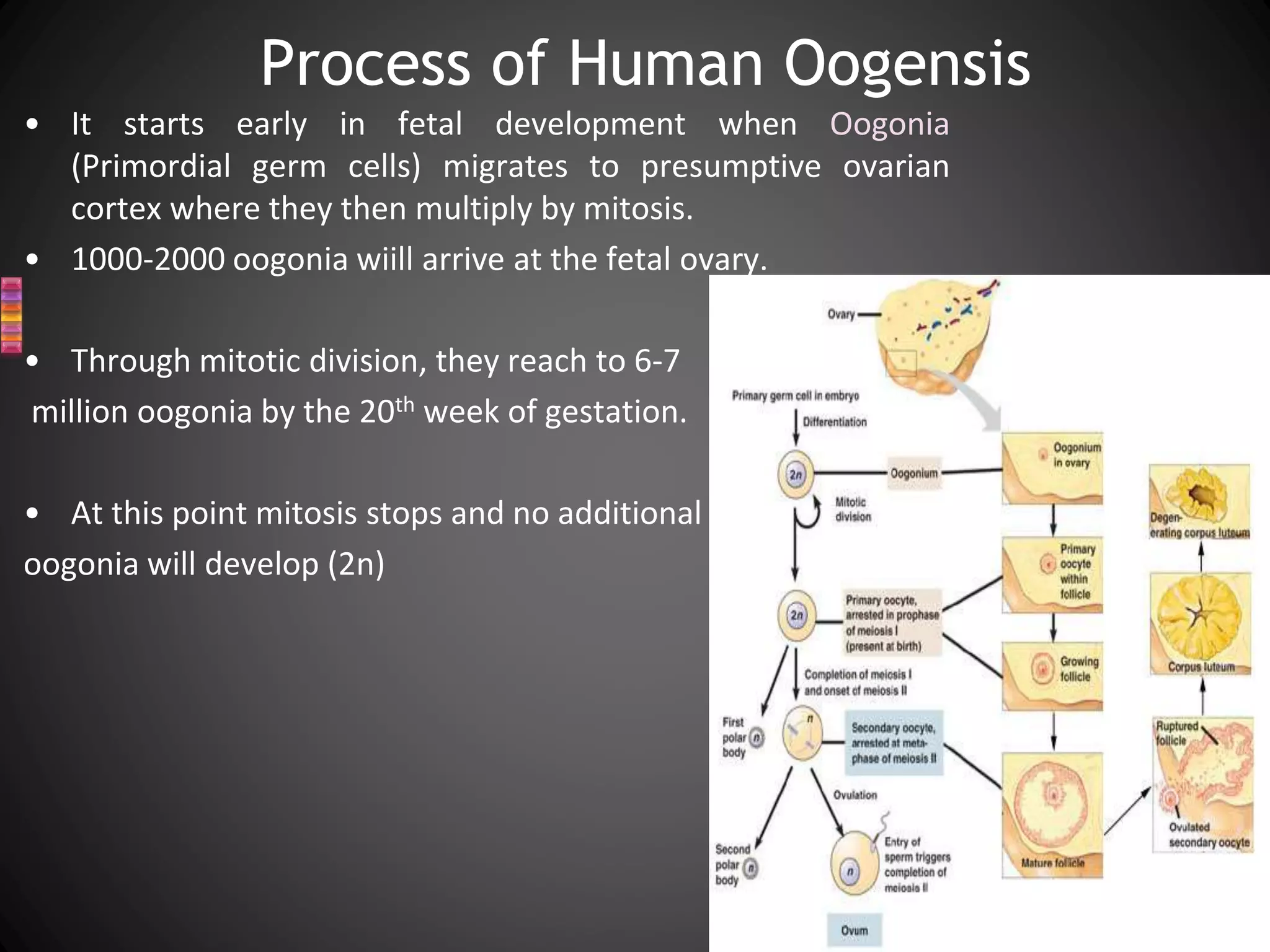 Oocyte Morphology assessment | PPTX