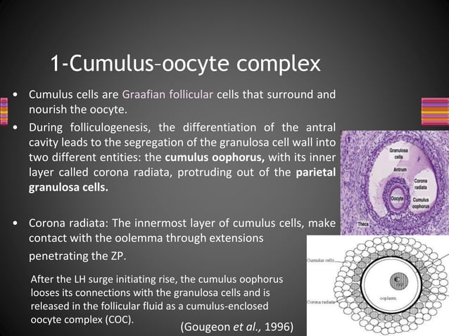 Oocyte Morphology assessment | PPTX | Infertility | Reproductive Health