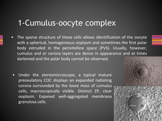 Oocyte Morphology assessment | PPTX