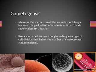 Oocyte Morphology assessment | PPTX