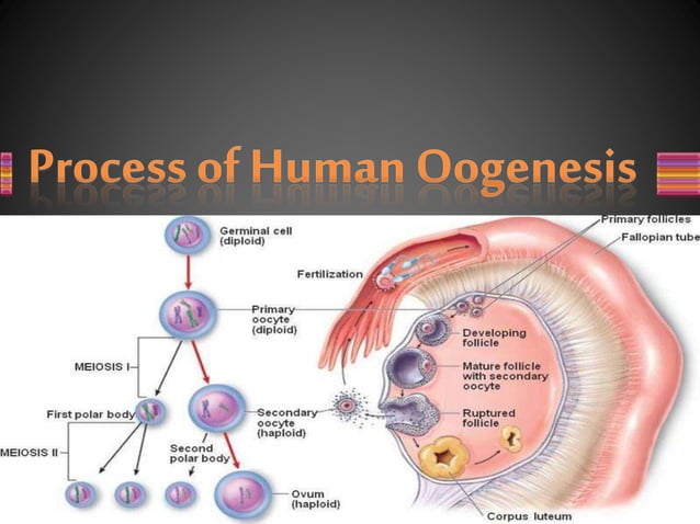 Oocyte Morphology assessment | PPTX | Infertility | Reproductive Health