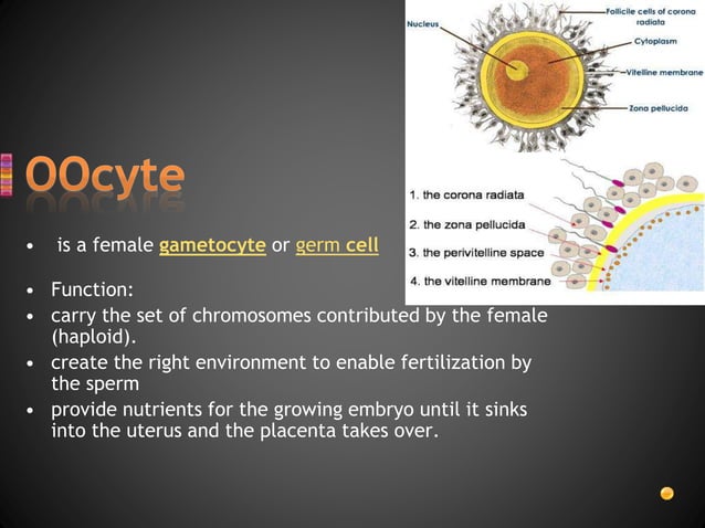 Oocyte Morphology assessment
