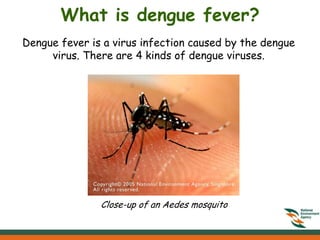 Guidelines On The Prevention of Dengue fever | PDF