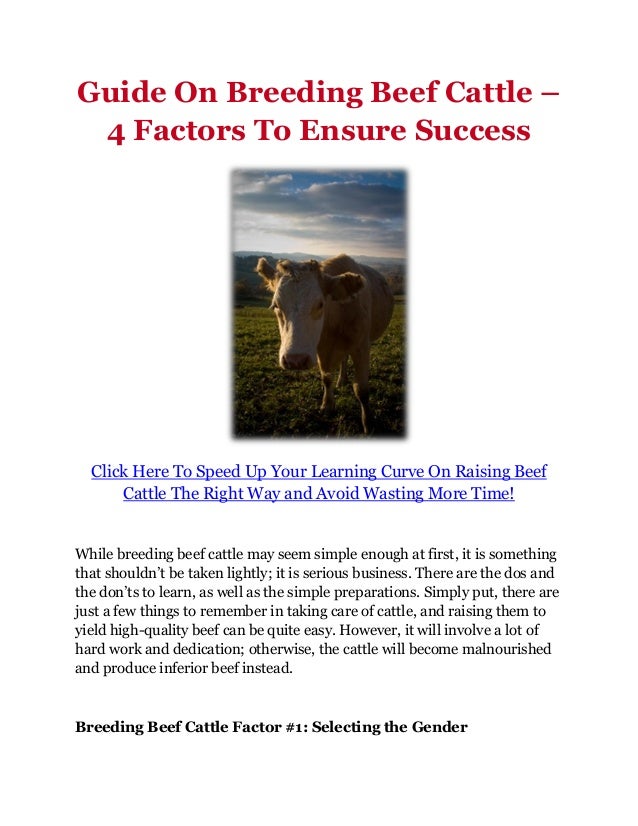 Guide On Breeding Beef Cattle 4 Factors To Ensure Success