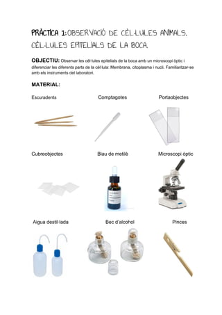 Guió pràctica cèl·lula animal | PDF