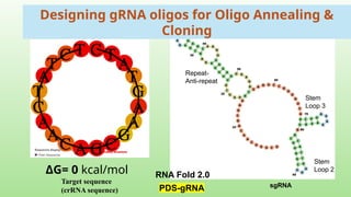 Guide RNA Design for High-Efficiency CRISPR/Cas9 Genome Editing | PPTX