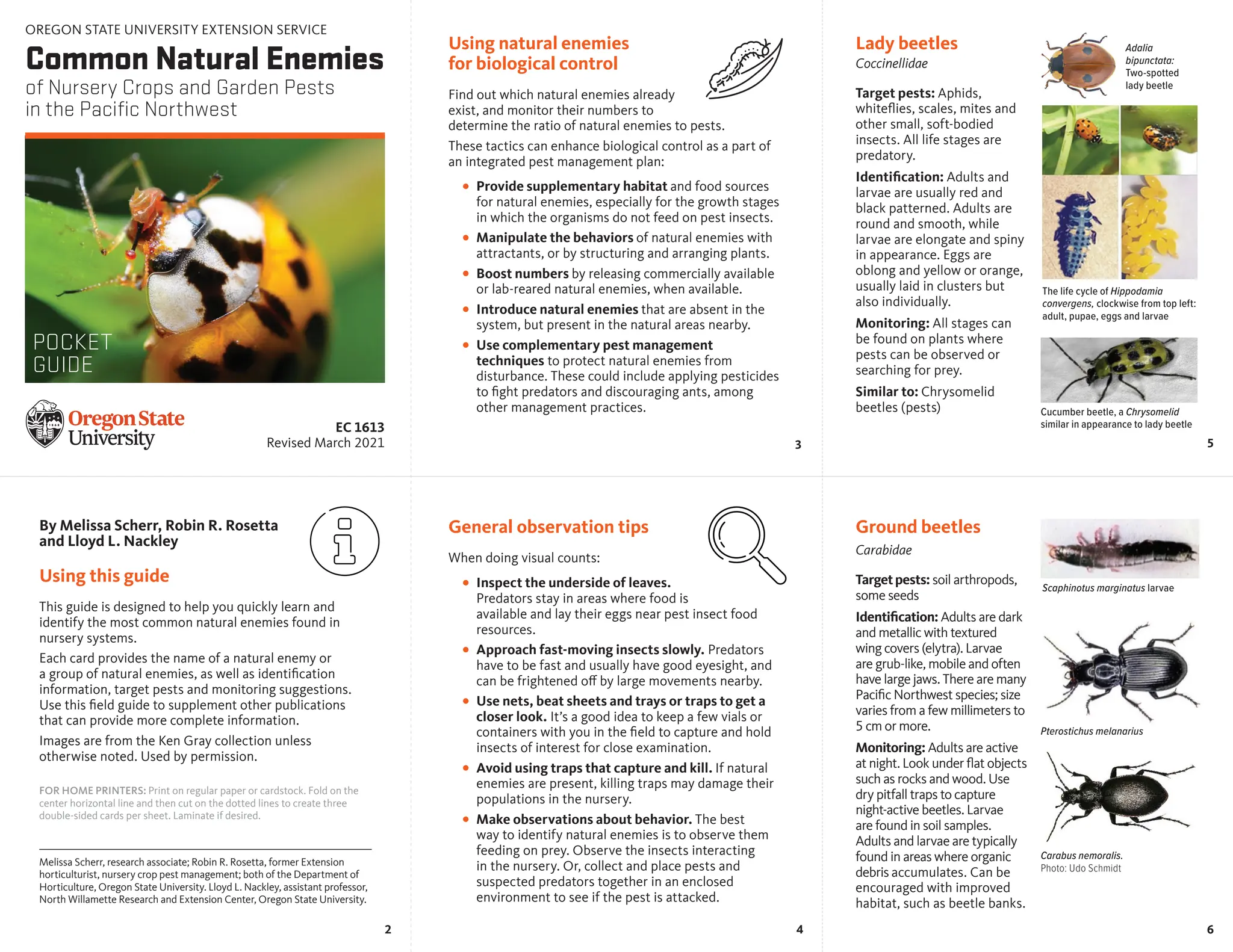 Guides of common insects which are common natural enemies of plant.pdf