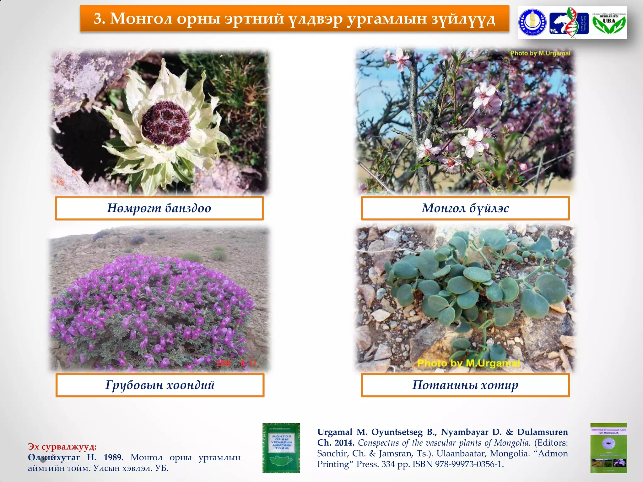 Guide surgalt flora of mongolia | PDF