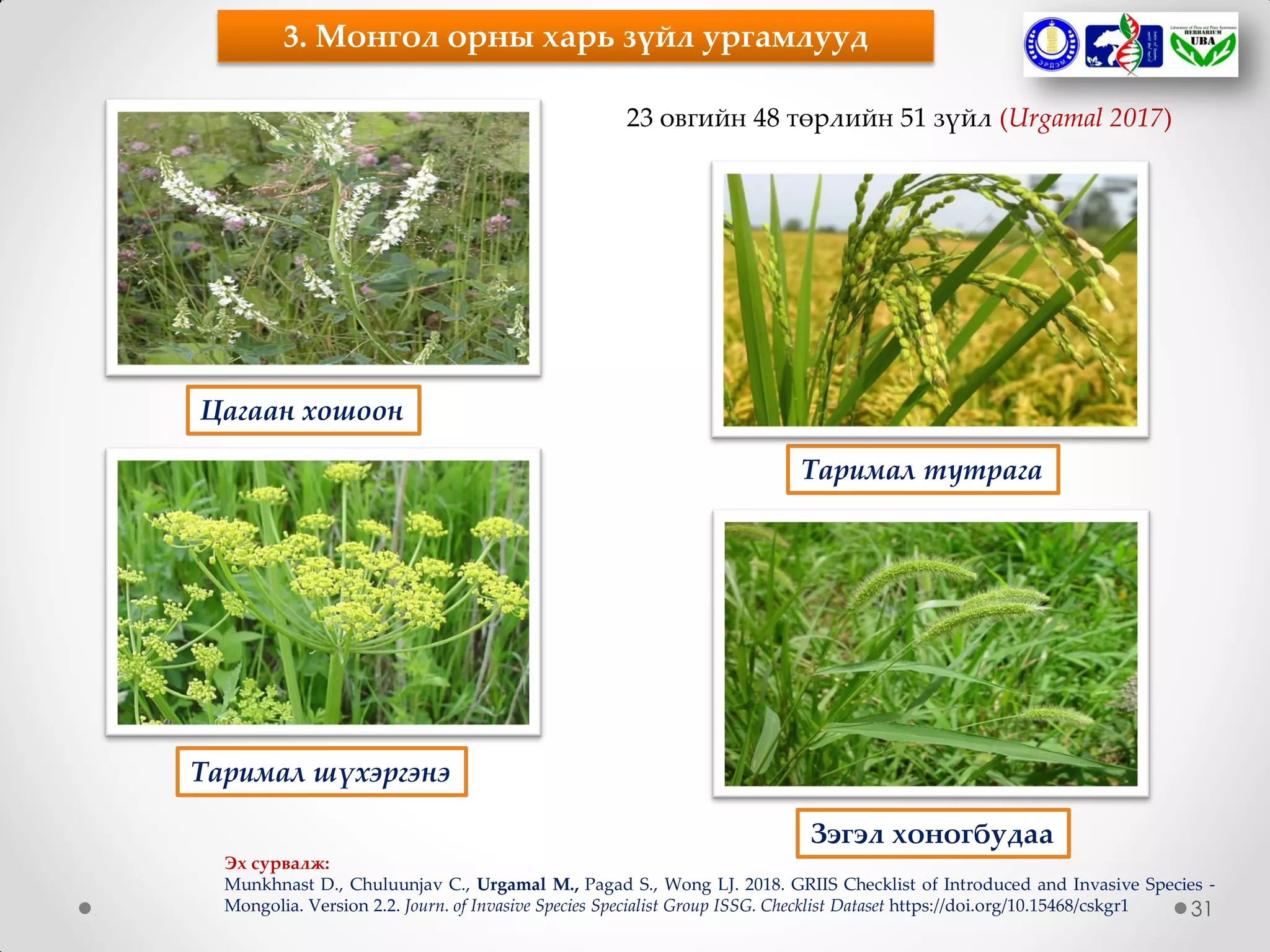 Guide surgalt flora of mongolia | PDF