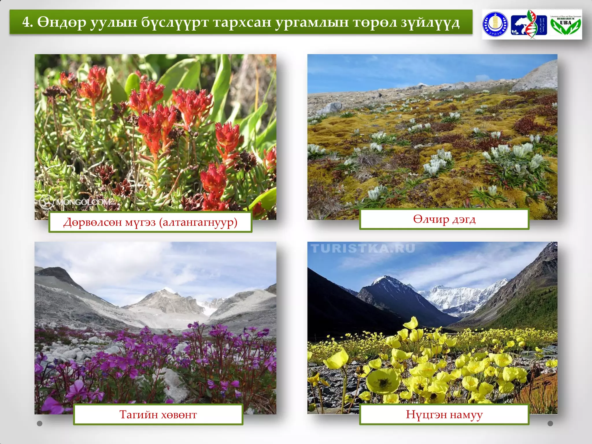 Guide surgalt flora of mongolia | PDF