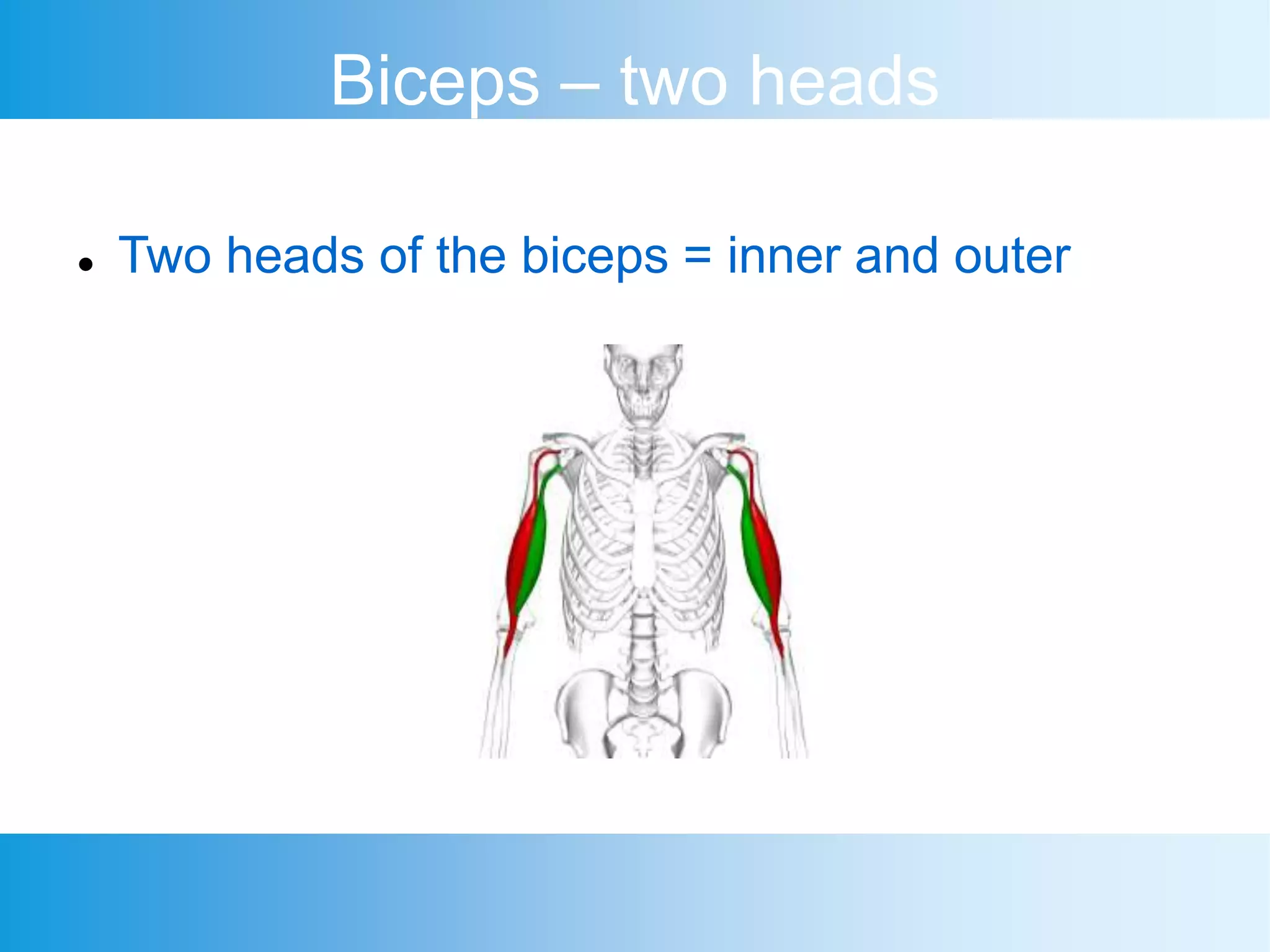 Guide to Bodybuilding - Caleb Perkins | PPTX