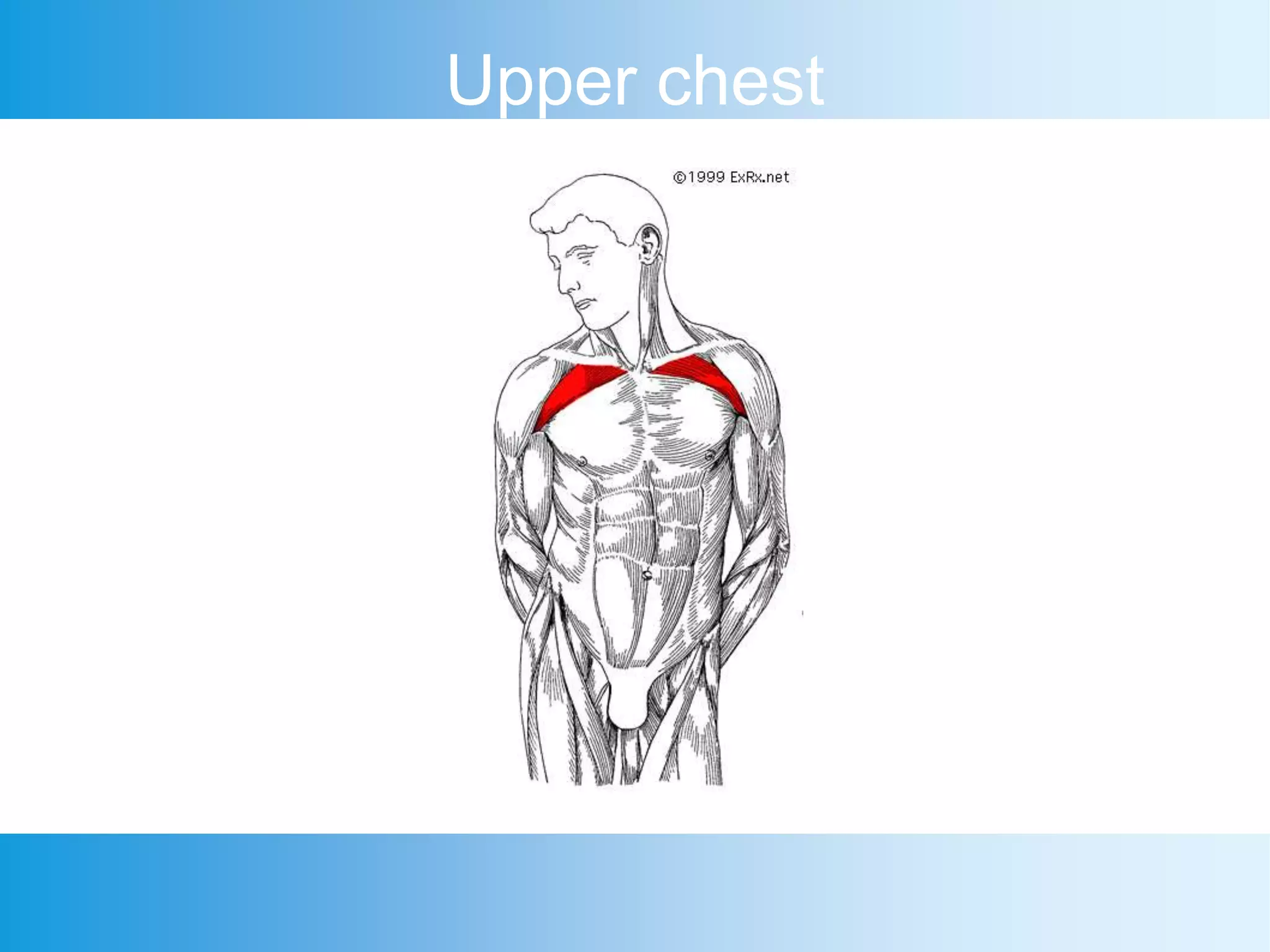 Guide to Bodybuilding - Caleb Perkins | PPTX